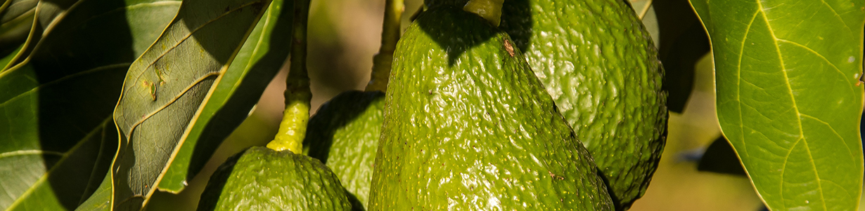 Fungicide Archives - SJB Ag Nutri